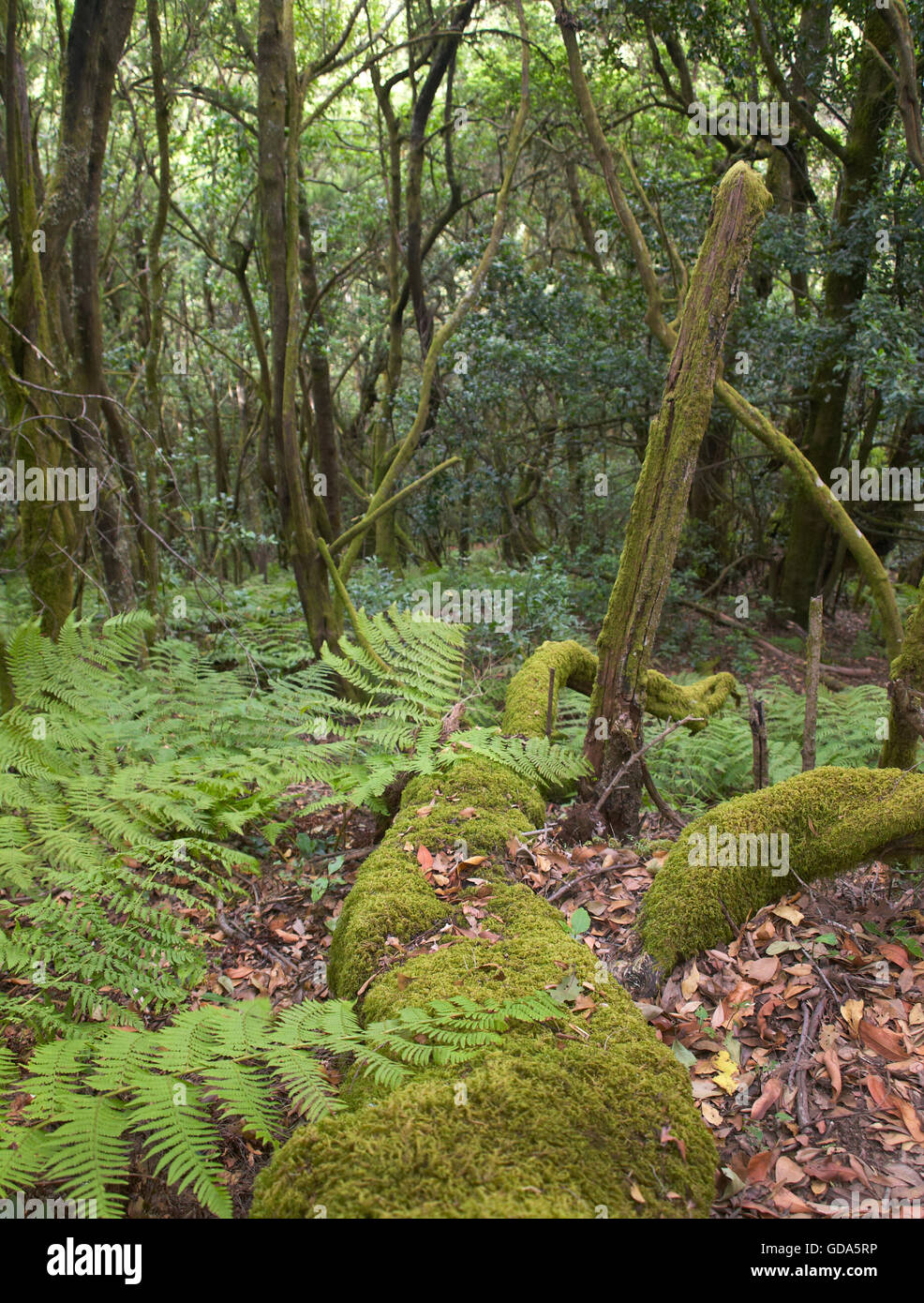 Clima subtropicale umido immagini e fotografie stock ad alta ...