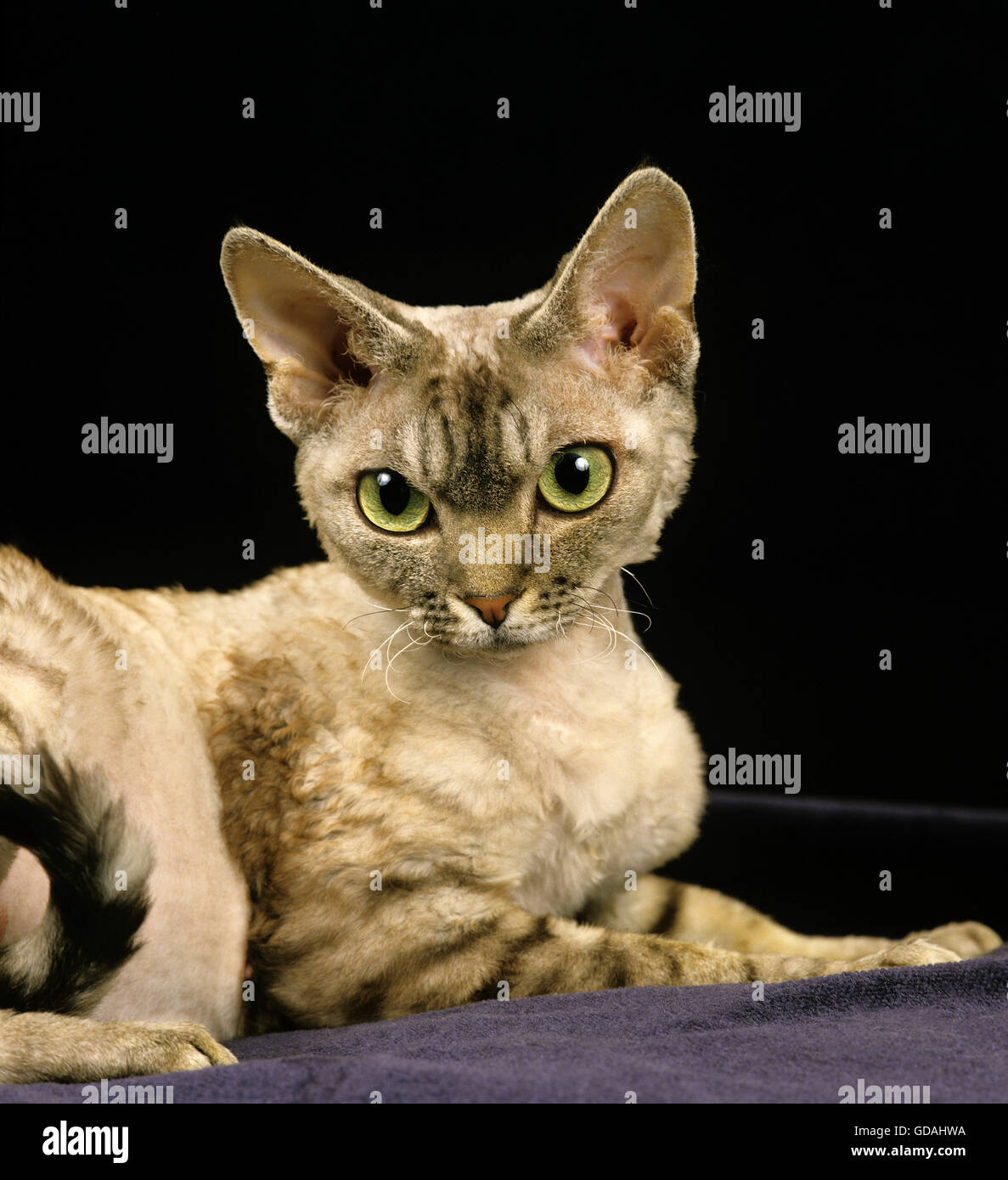 Gatto devon rex immagini e fotografie stock ad alta risoluzione - Alamy
