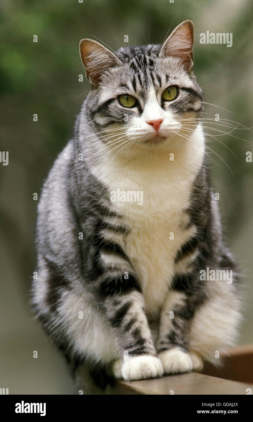 Gatto seduto in posizione verticale immagini e fotografie stock ad alta ...