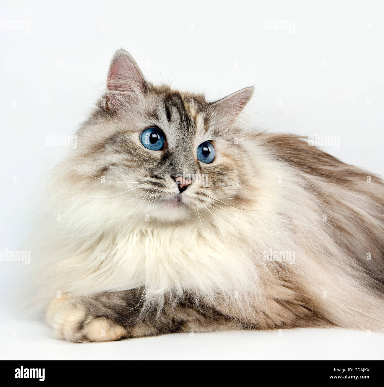 Gatto siberiano bianco immagini e fotografie stock ad alta risoluzione ...