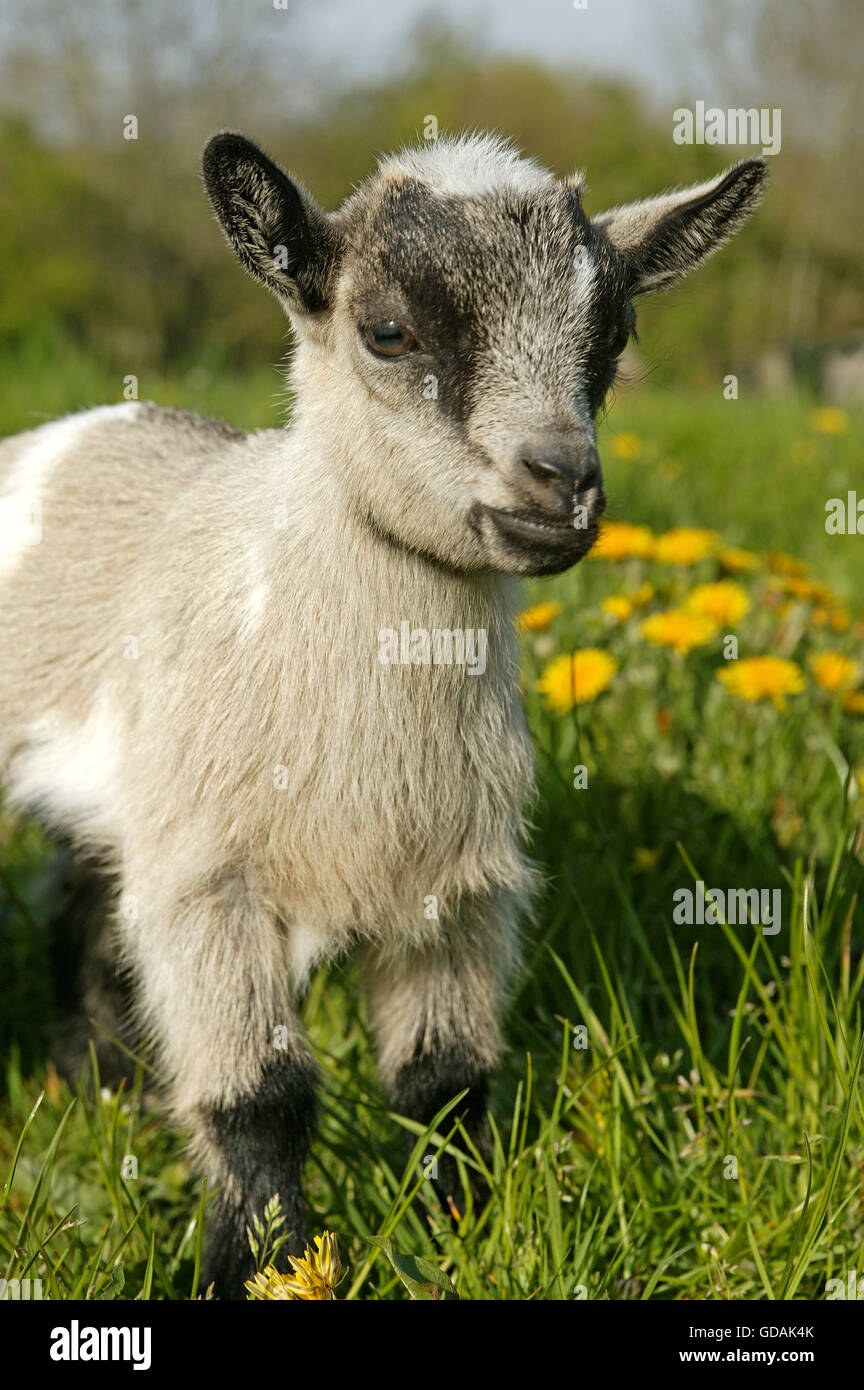 Cucciolo Di Capra Pigmeo Capra, Cucciolo, Piccolo