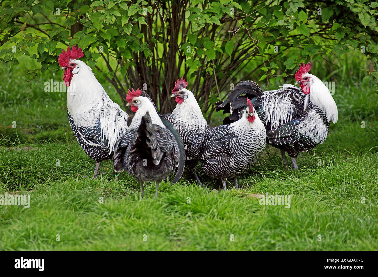 Brakel o Braekel pollo domestico, una razza Belga, Gallo e galline Foto ...