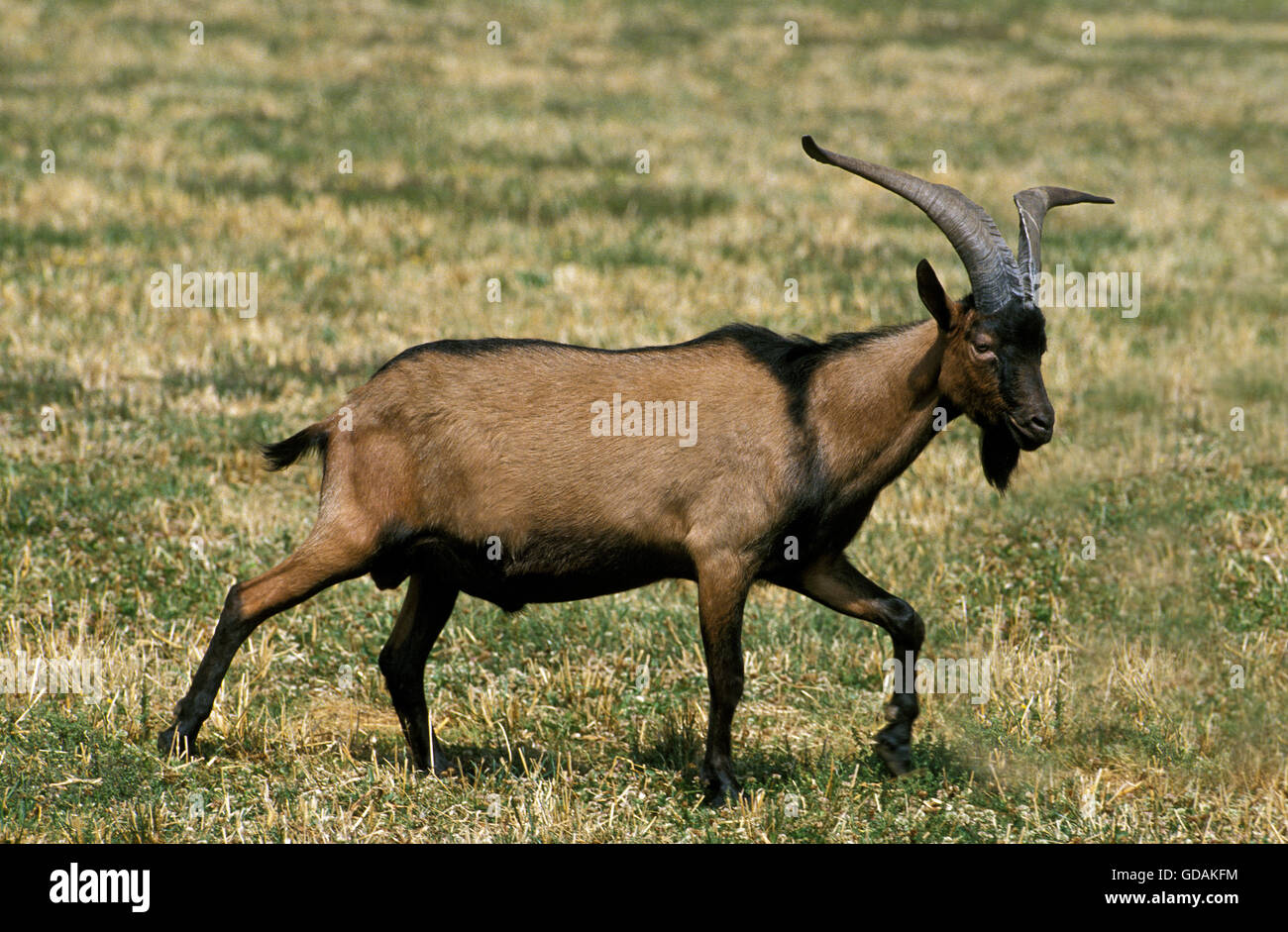 Capra alpina francese immagini e fotografie stock ad alta risoluzione ...