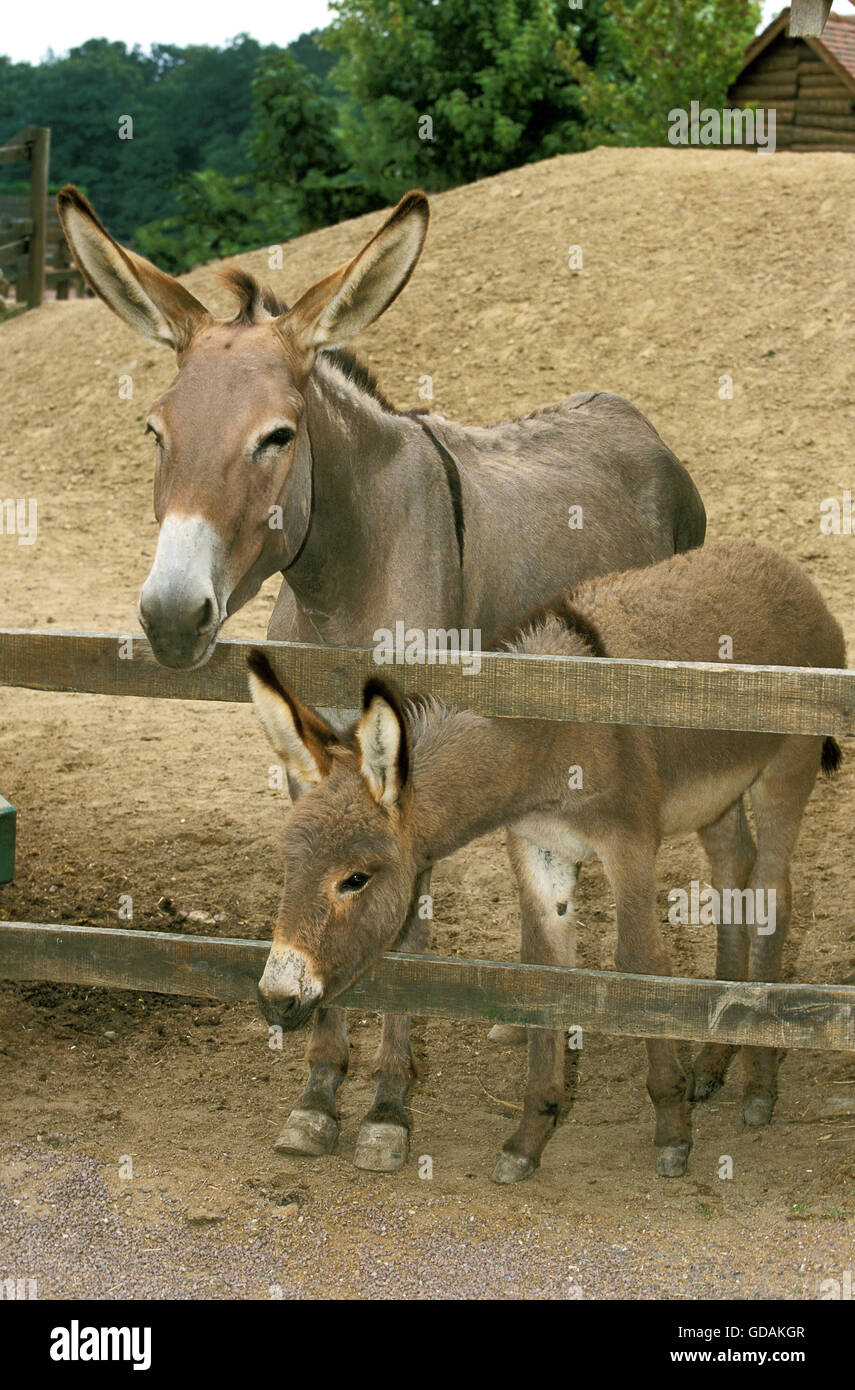 Jenny e puledro immagini e fotografie stock ad alta risoluzione - Alamy