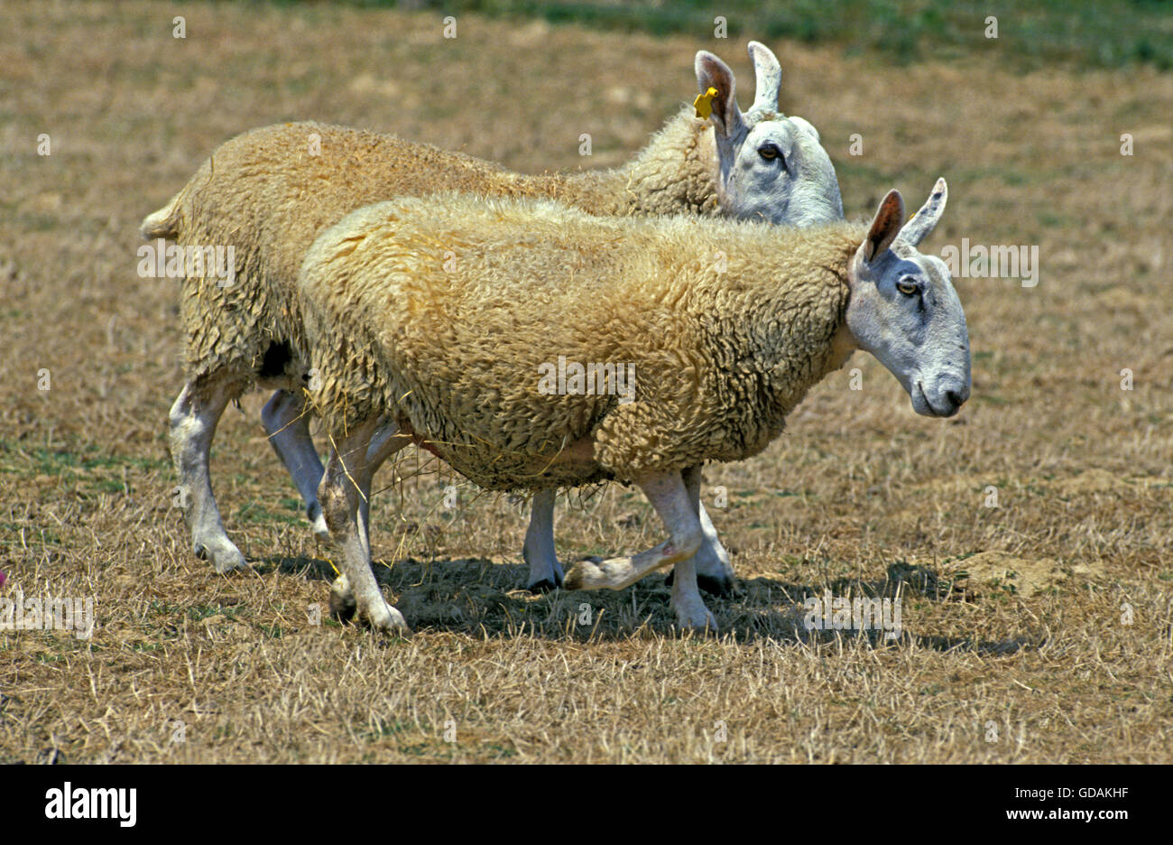 Colpo di due pecore immagini e fotografie stock ad alta risoluzione - Alamy