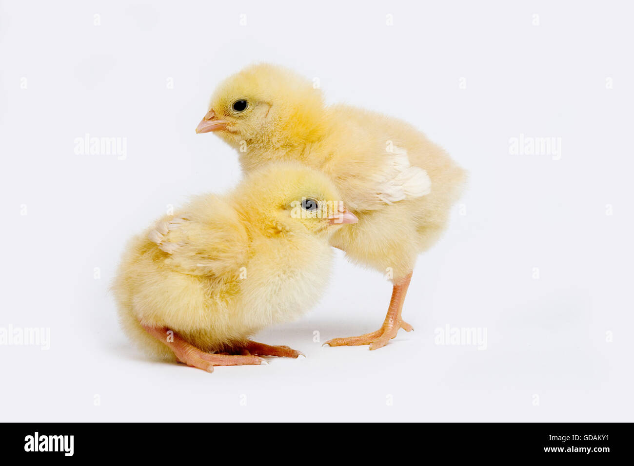 Tagliare i pulcini immagini e fotografie stock ad alta risoluzione - Alamy