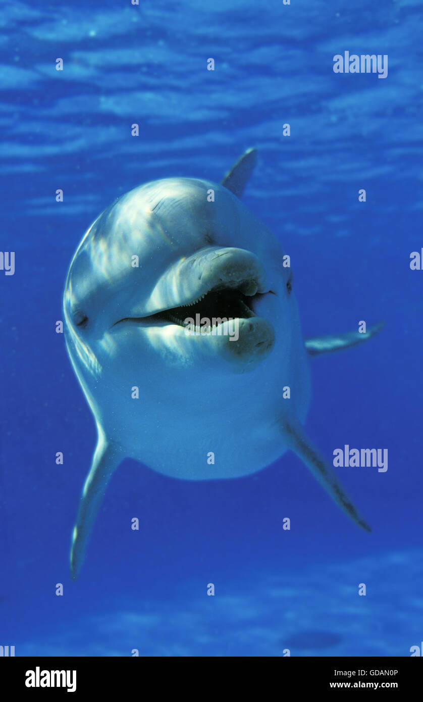 Tursiops truncatus immagini e fotografie stock ad alta risoluzione - Alamy