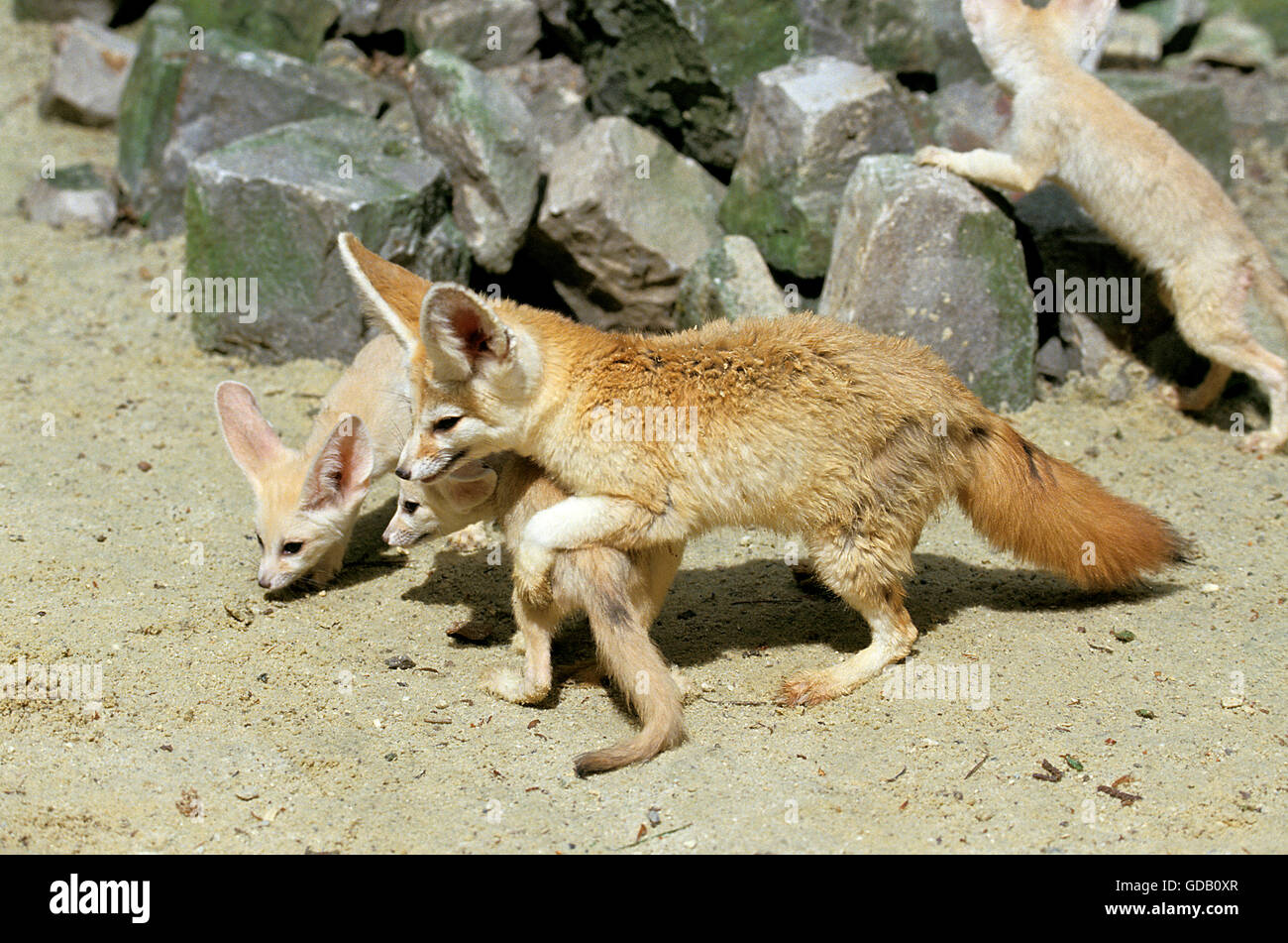 Fennec o volpe del deserto, fennecus zerda, Madre con Cub Foto stock ...