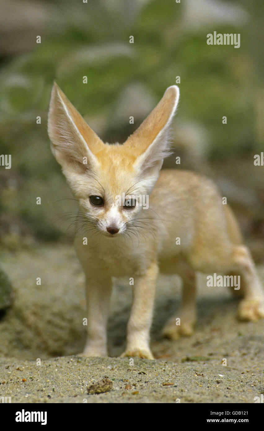 Fennec o desert fox fennecus zerda immagini e fotografie stock ad alta ...