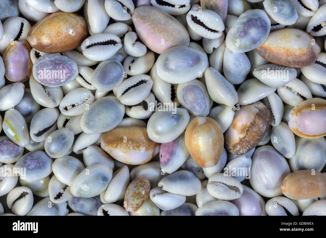Ciprea gusci immagini e fotografie stock ad alta risoluzione - Alamy