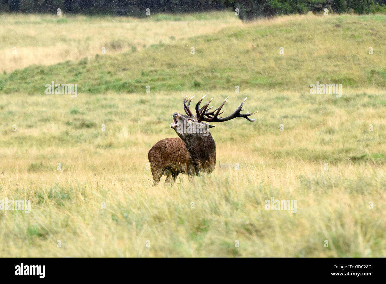 Stagione degli amori dei cervi rossi immagini e fotografie stock ad ...