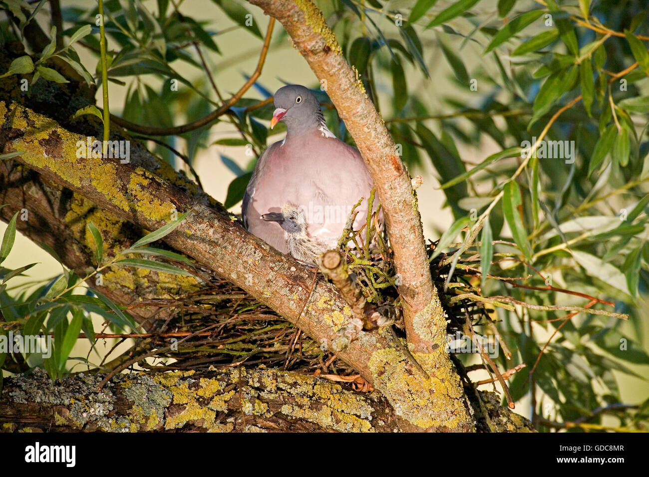 Colombaccio Columba palumbus, adulti con ceci su nido, NORMANDIA Foto ...