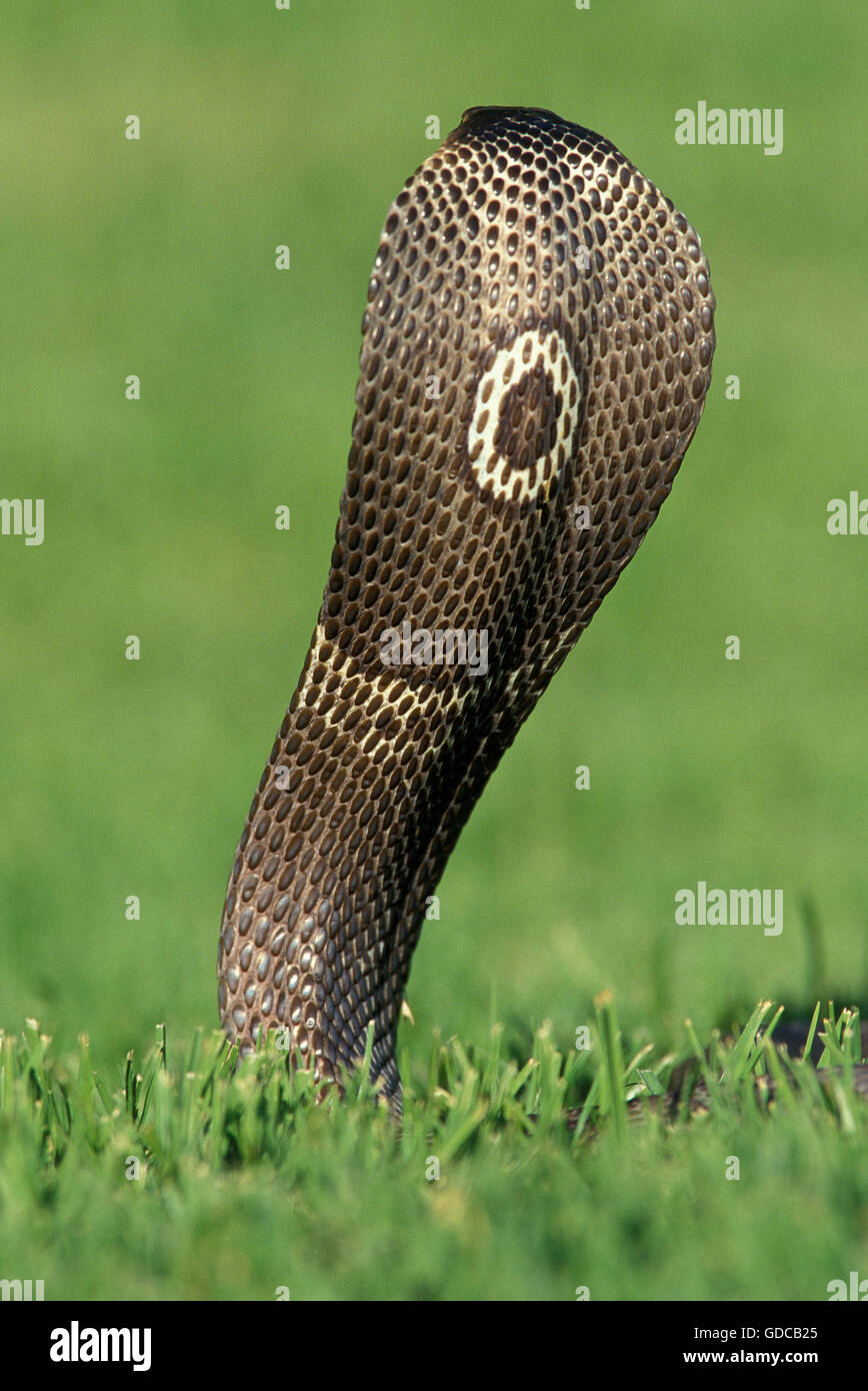 Testa di serpente da dietro immagini e fotografie stock ad alta ...
