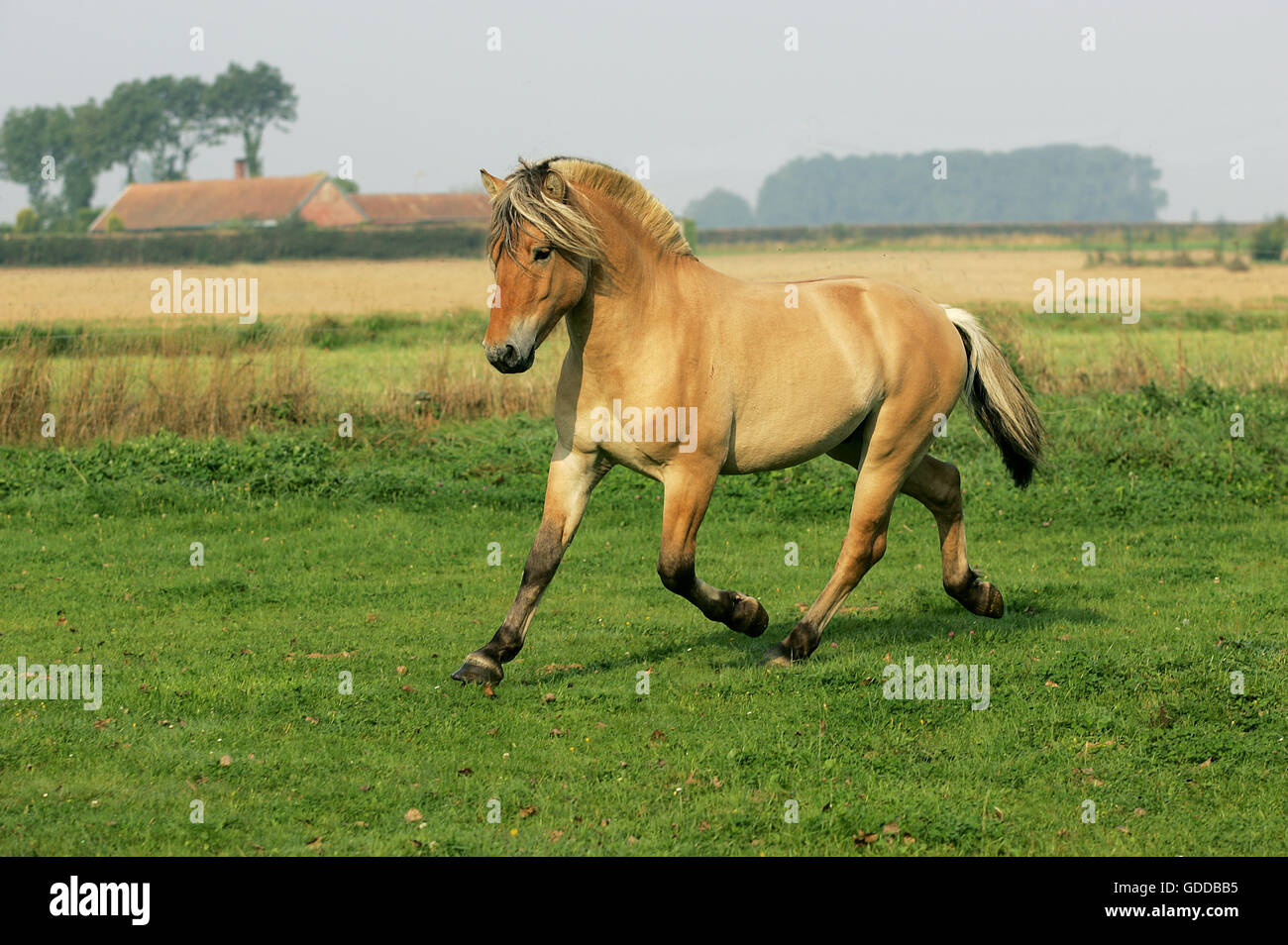 Stallone da cavallo immagini e fotografie stock ad alta risoluzione - Alamy
