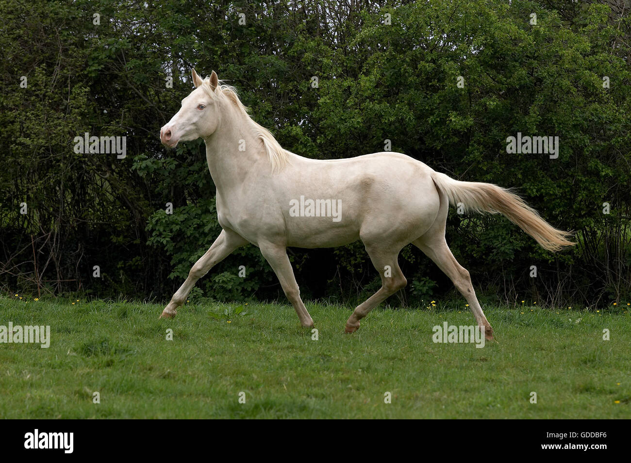 Akhal teke immagini e fotografie stock ad alta risoluzione - Alamy