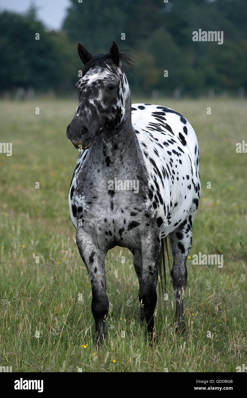 Appaloosa horse immagini e fotografie stock ad alta risoluzione - Alamy
