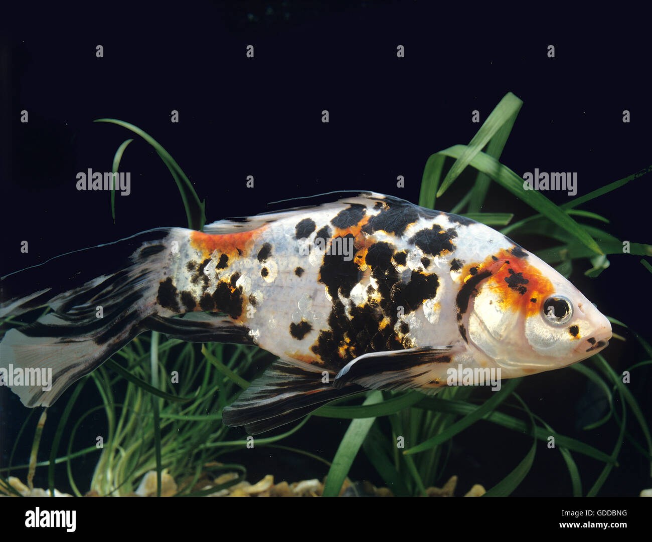 Goldfish shubunkin immagini e fotografie stock ad alta risoluzione - Alamy
