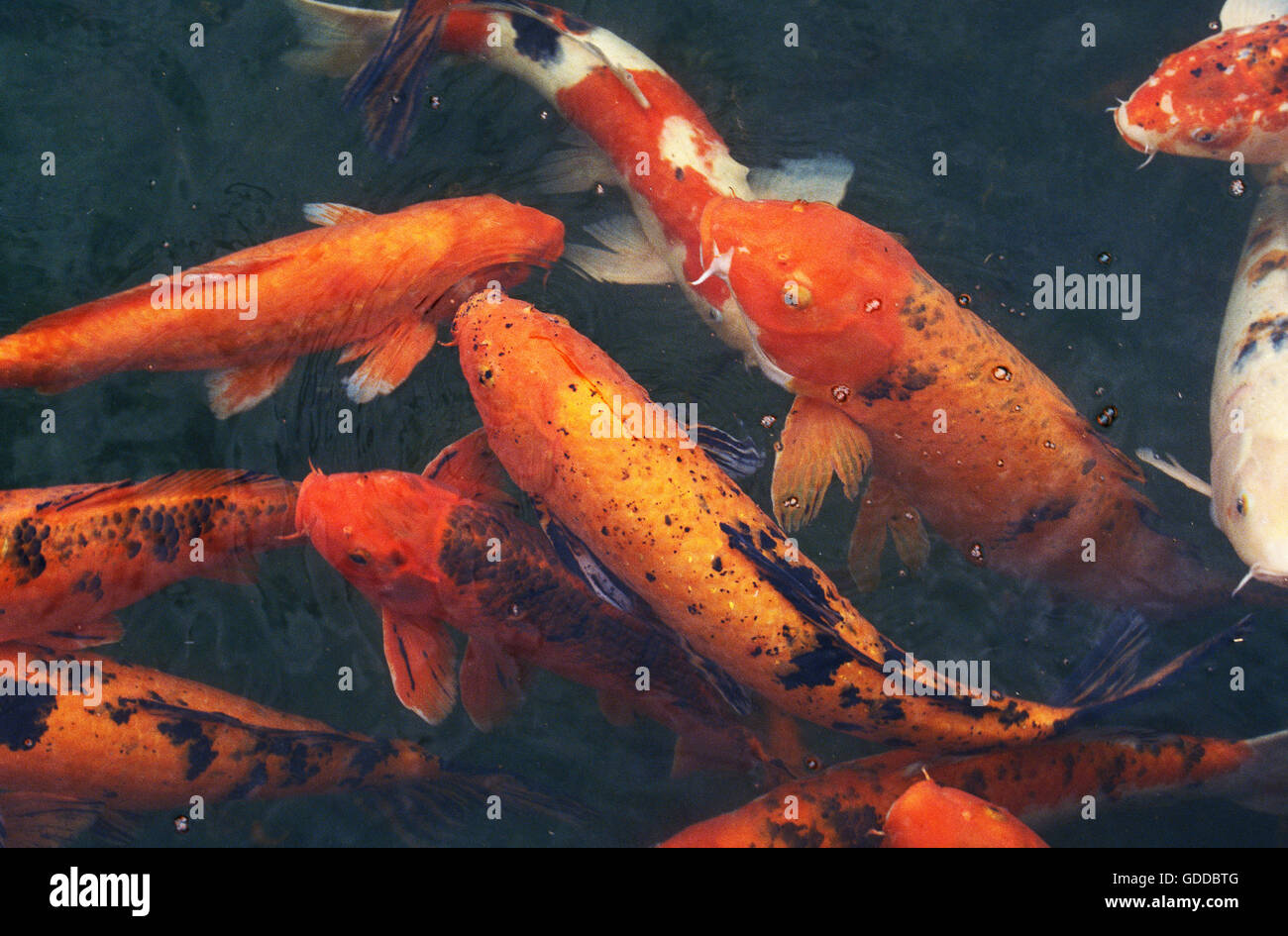 Koi cyprinus carpio immagini e fotografie stock ad alta risoluzione - Alamy
