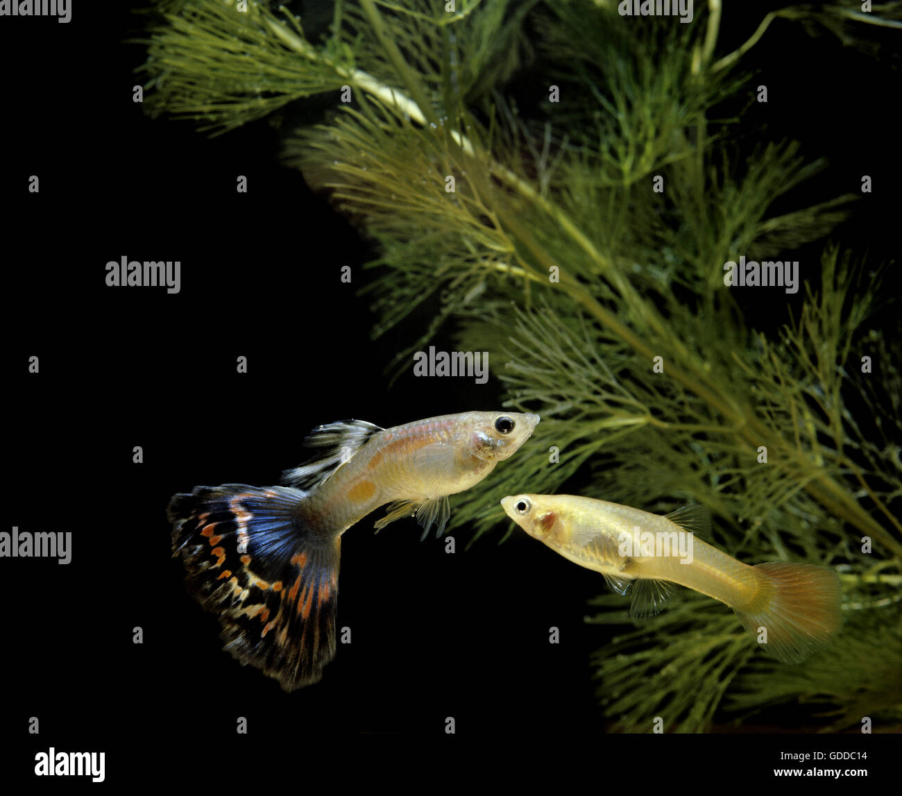 Poecilia reticulata immagini e fotografie stock ad alta risoluzione - Alamy
