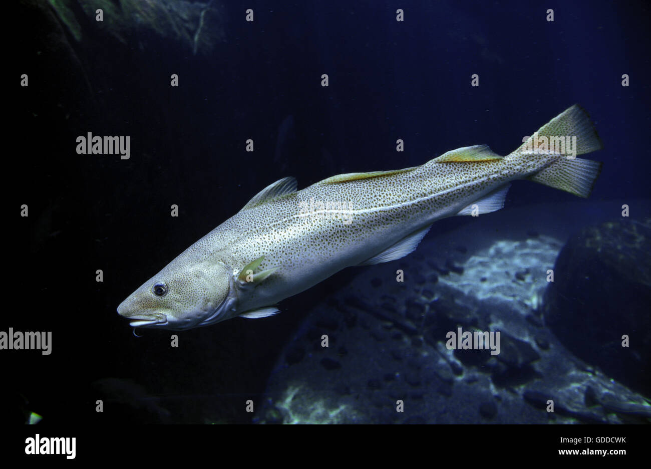 Merluzzi atlantici gadus morhua immagini e fotografie stock ad alta ...