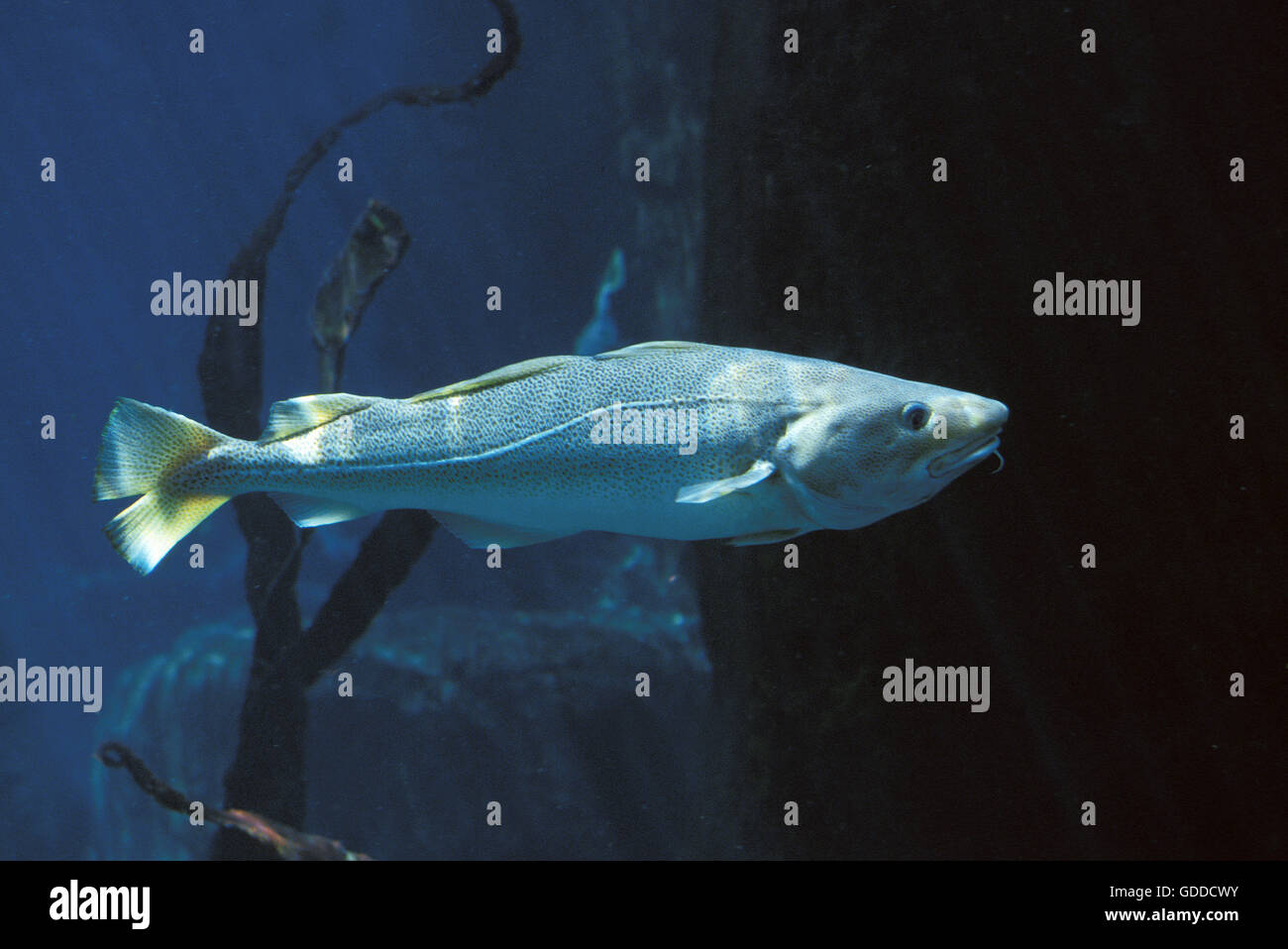 Merluzzi atlantici gadus morhua immagini e fotografie stock ad alta ...