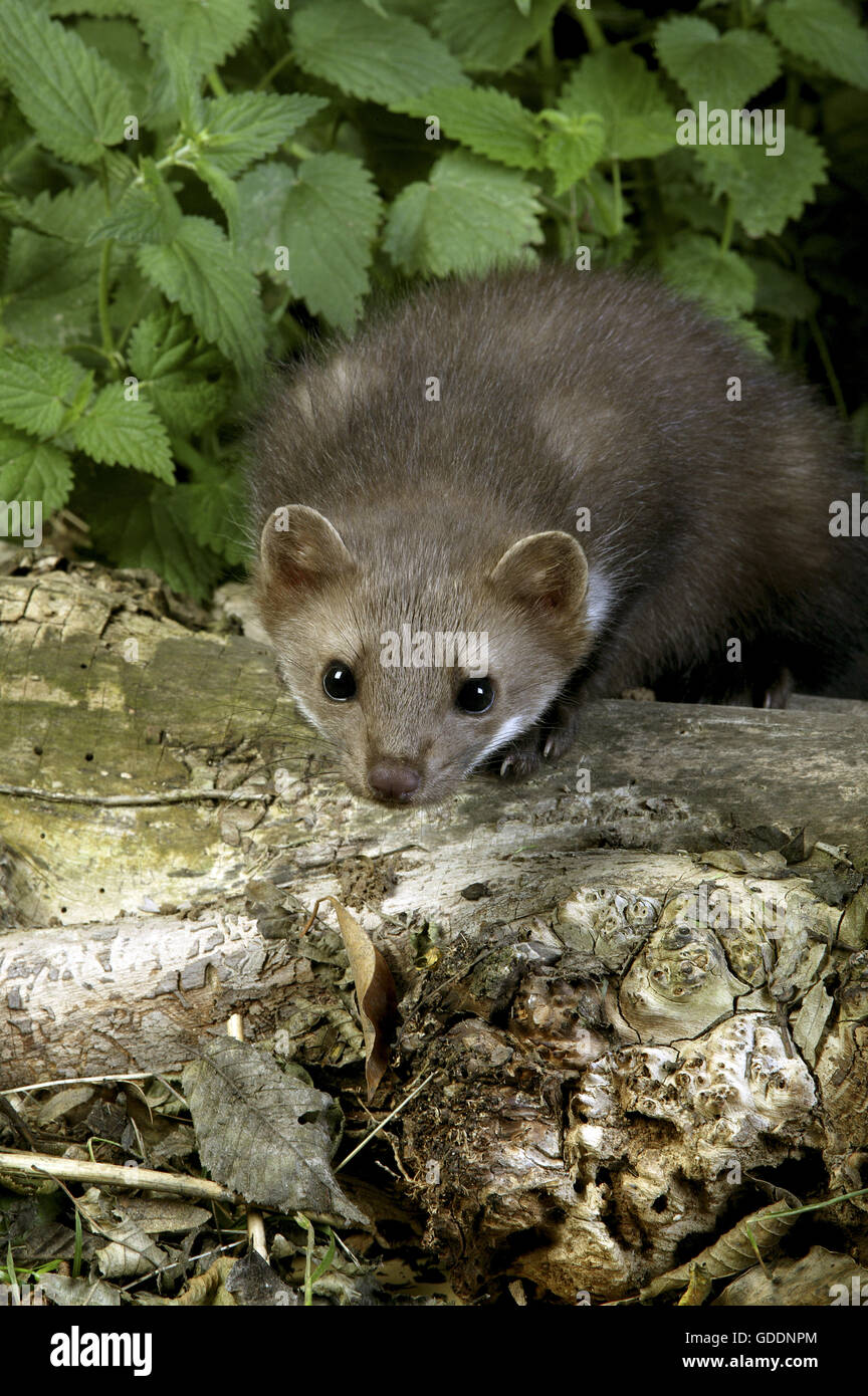 La faina di pietra martes foina immagini e fotografie stock ad alta ...