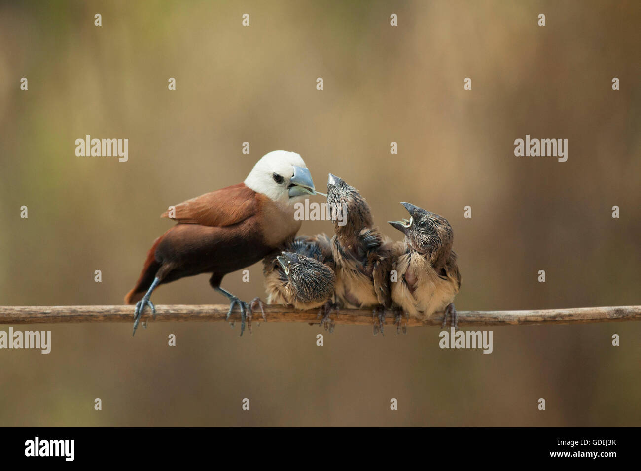 Pulcini Selvatici Immagini e Fotos Stock - Alamy