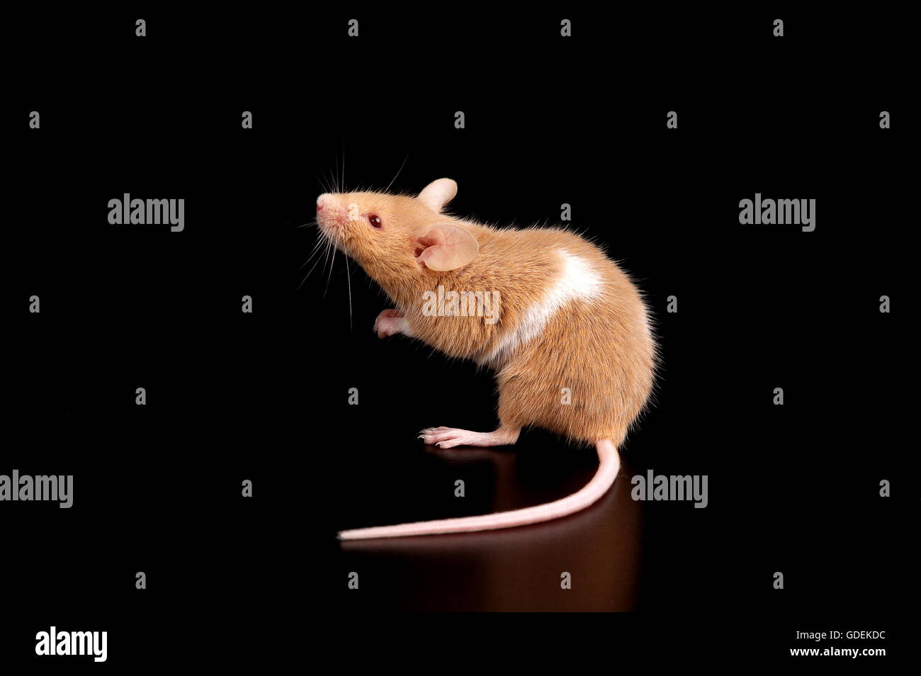 Topo piccolo roditore immagini e fotografie stock ad alta risoluzione ...