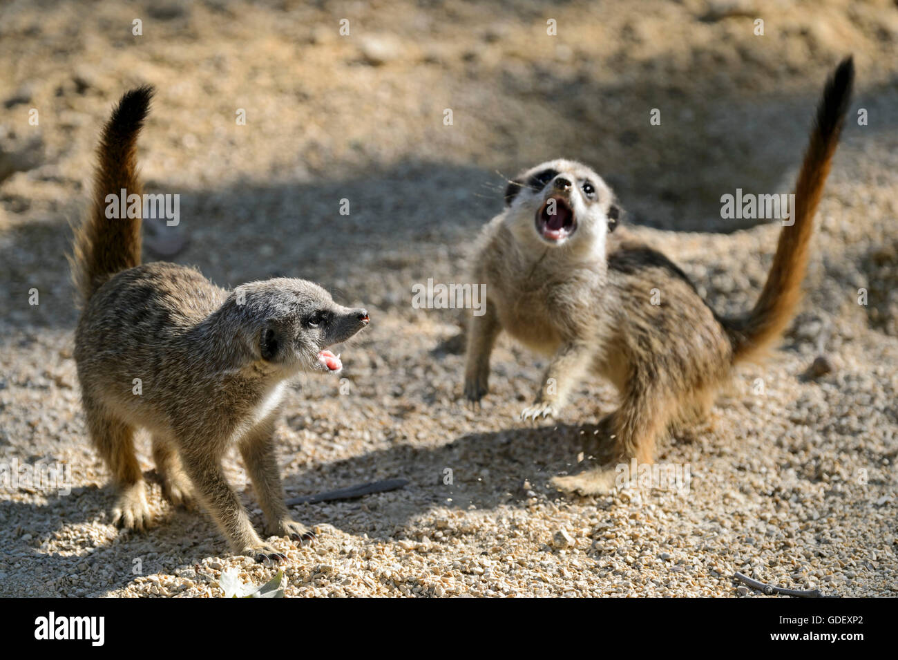 Suricato suricate suricatta immagini e fotografie stock ad alta ...