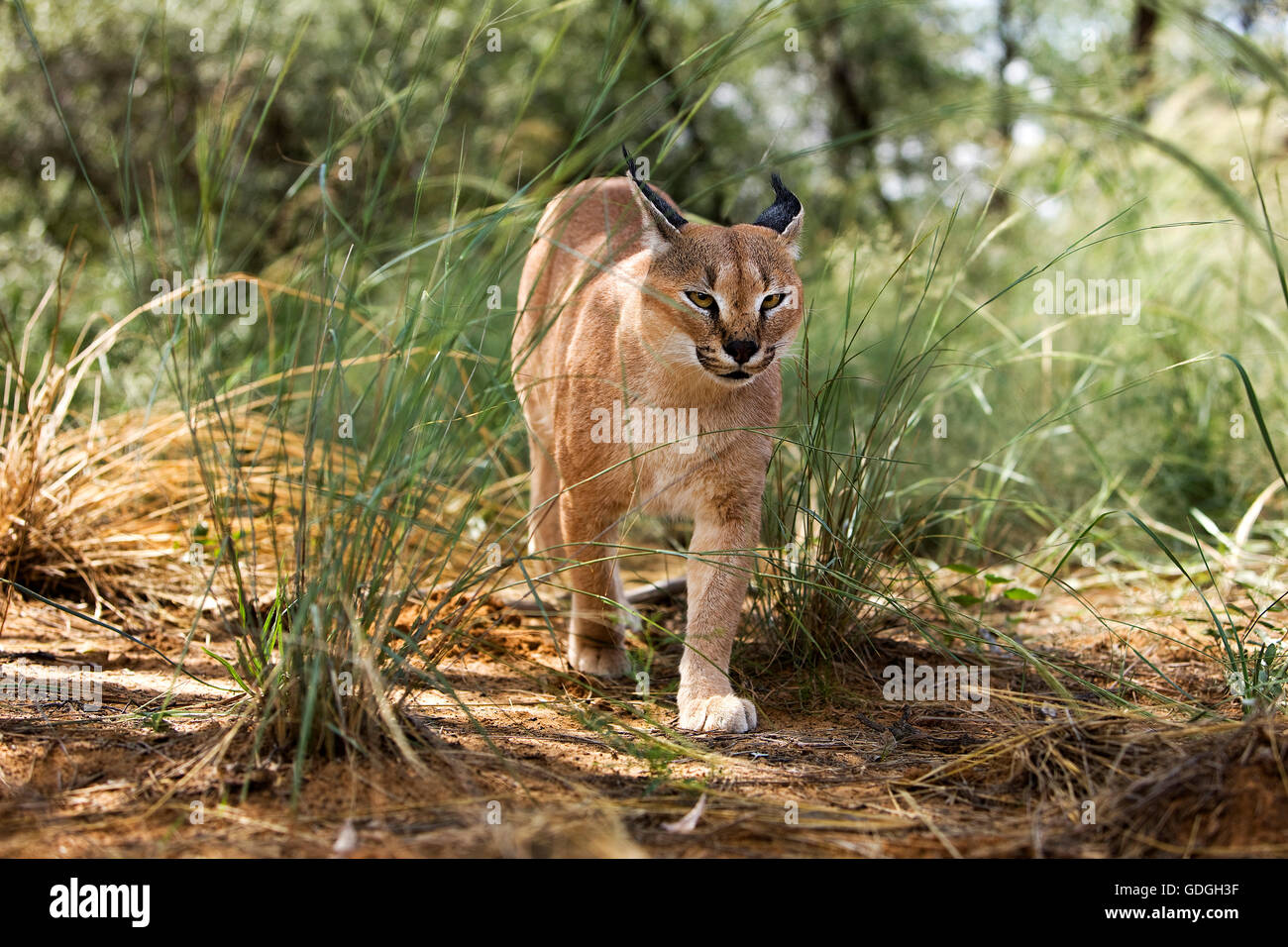Felis caracal immagini e fotografie stock ad alta risoluzione - Alamy