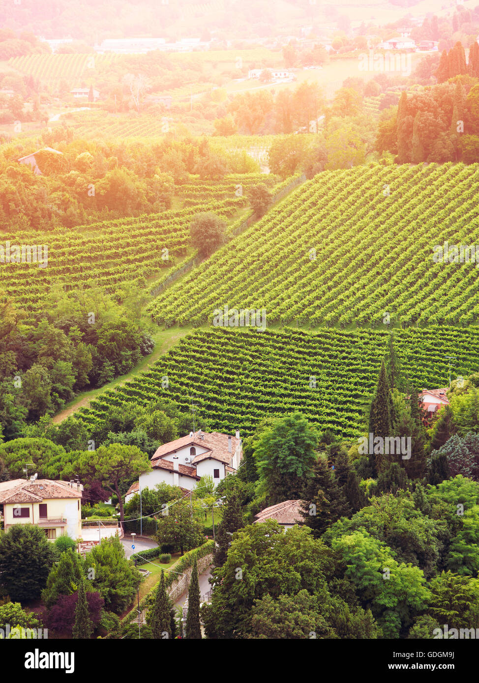Vigneti di veneto immagini e fotografie stock ad alta risoluzione - Alamy