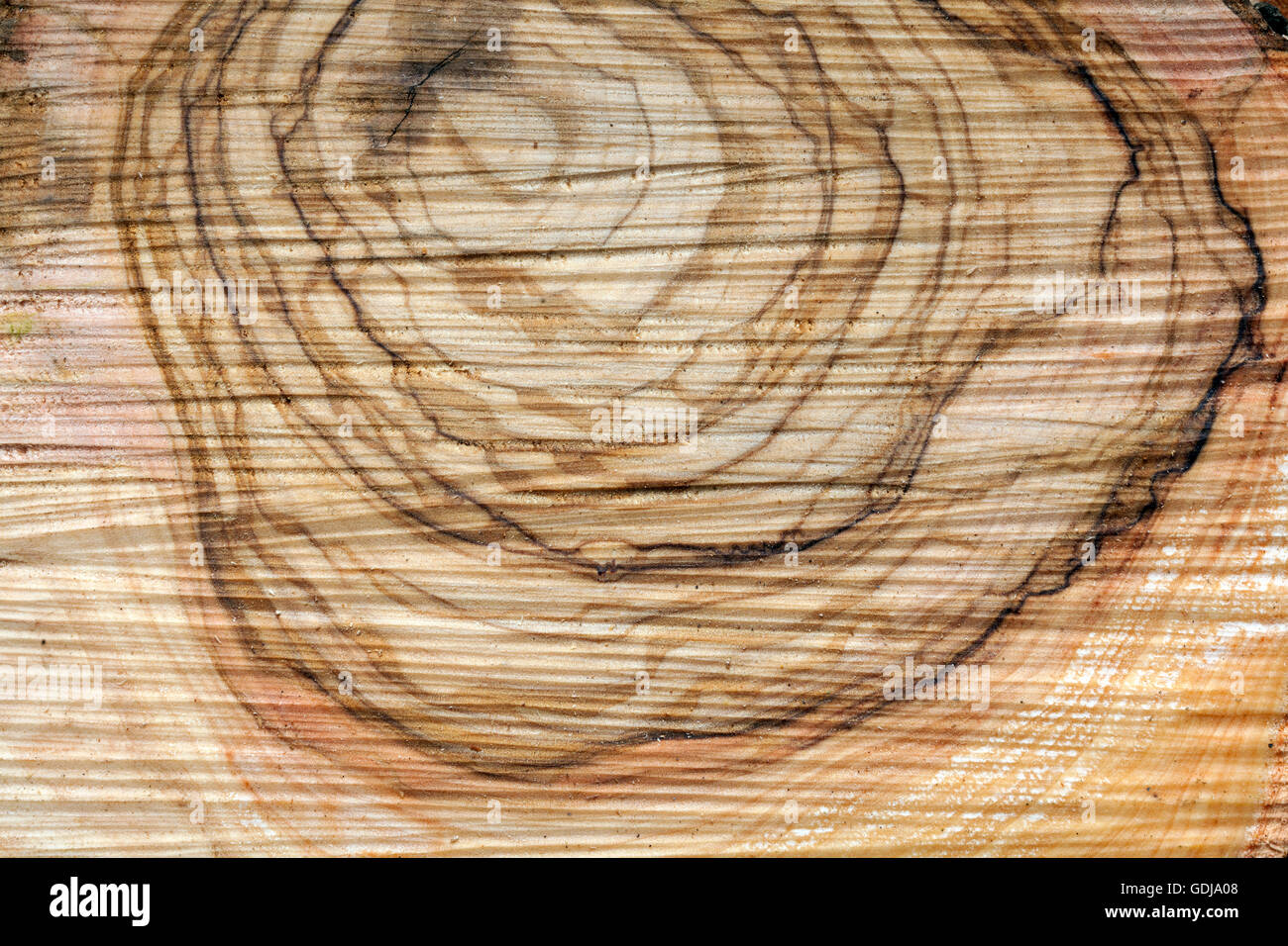 Olive wood texture background immagini e fotografie stock ad alta ...