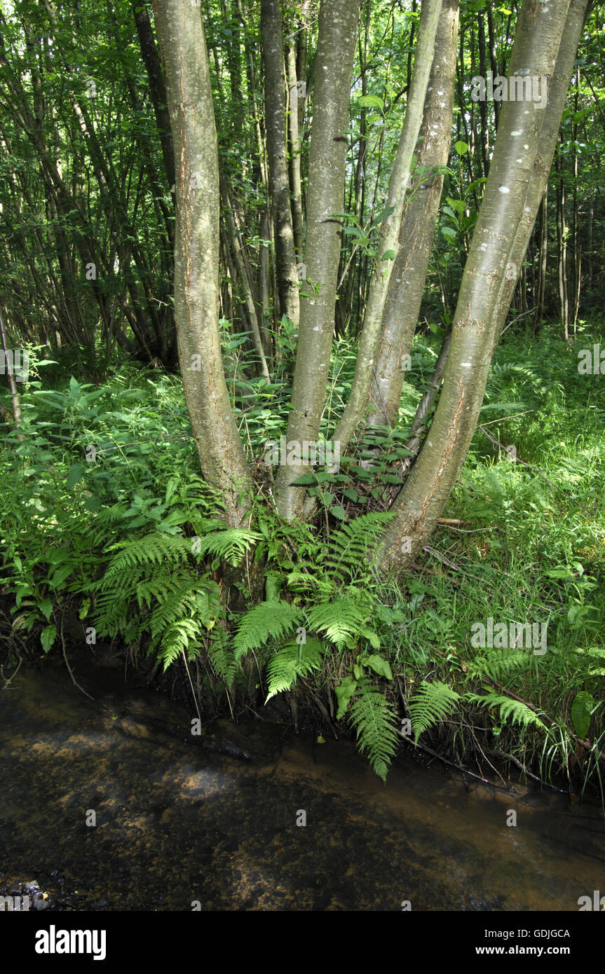 Albero di ontano alnus glutinosa immagini e fotografie stock ad alta ...