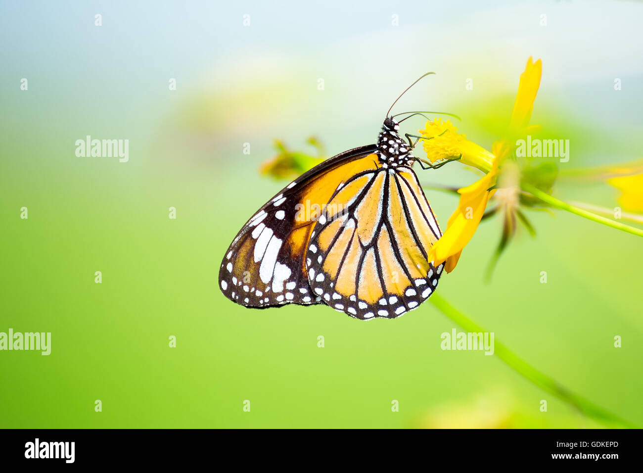 Farfalla gialla immagini e fotografie stock ad alta risoluzione - Alamy
