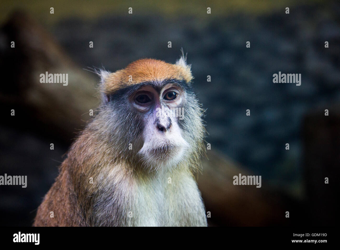Ritratto scimmia immagini e fotografie stock ad alta risoluzione - Alamy