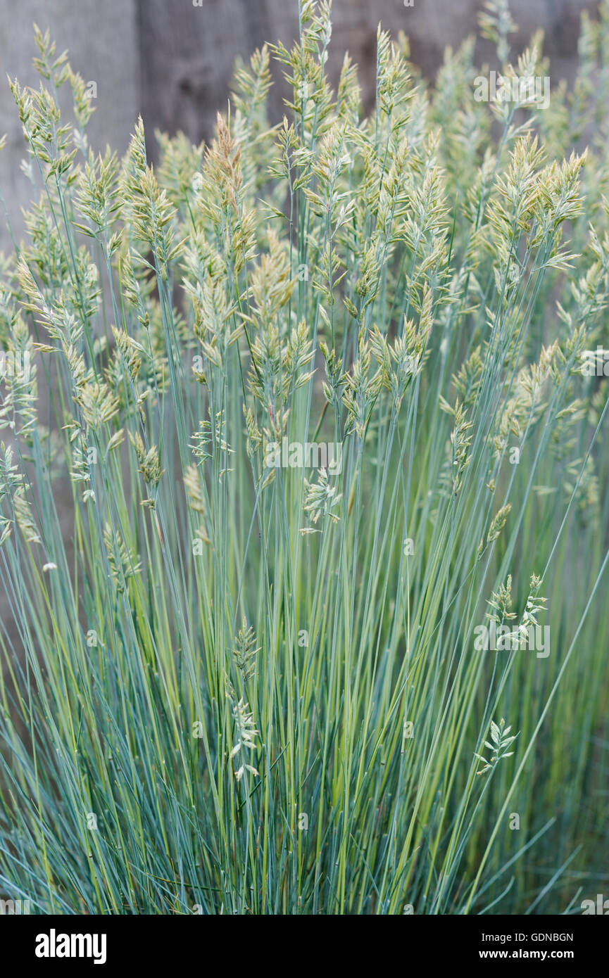 Festuca glauca blu ghiaccio immagini e fotografie stock ad alta ...