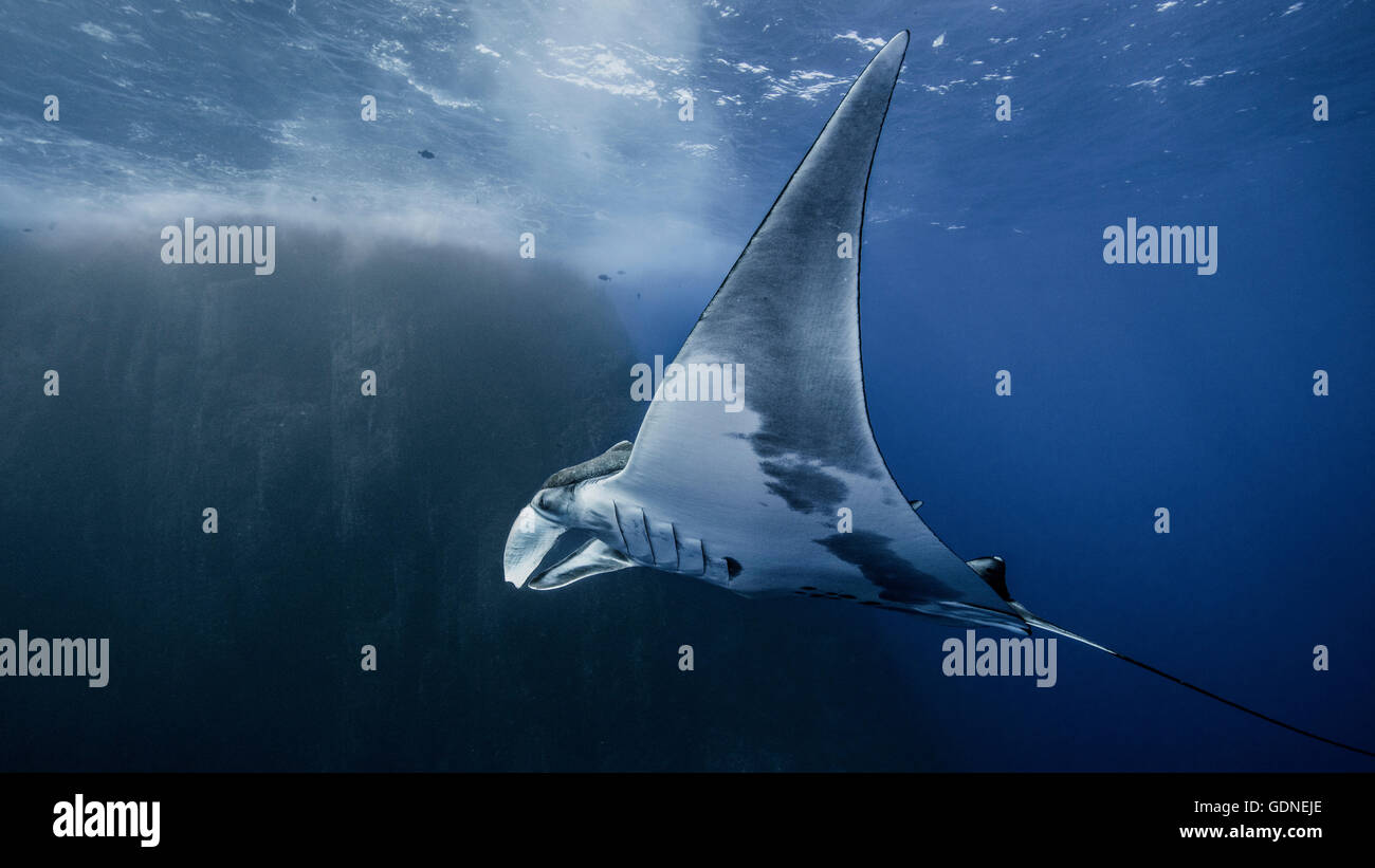 Oceanic manta immagini e fotografie stock ad alta risoluzione - Alamy