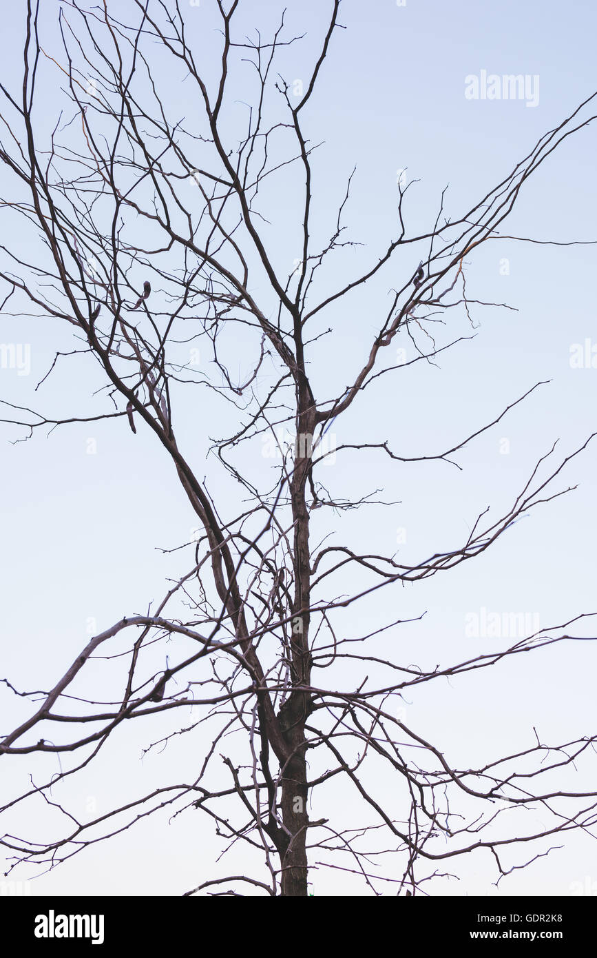 Sagoma del ramo di un albero immagini e fotografie stock ad alta ...