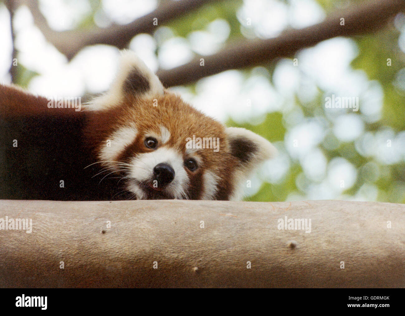 Animali panda immagini e fotografie stock ad alta risoluzione - Alamy