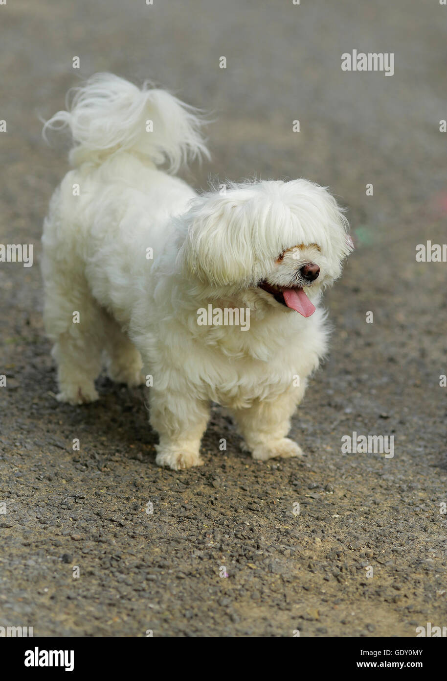 Cane peloso bianco immagini e fotografie stock ad alta risoluzione - Alamy