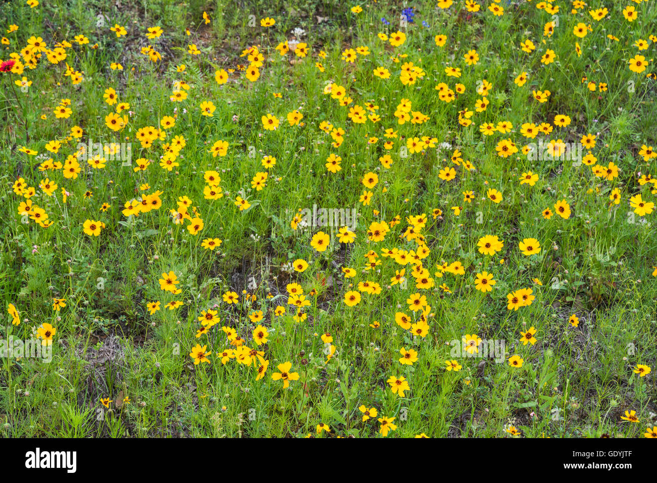 Thelesperma filifolium immagini e fotografie stock ad alta risoluzione ...
