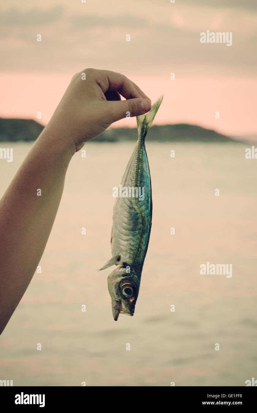 Un pesce morto sulla spiaggia immagini e fotografie stock ad alta ...