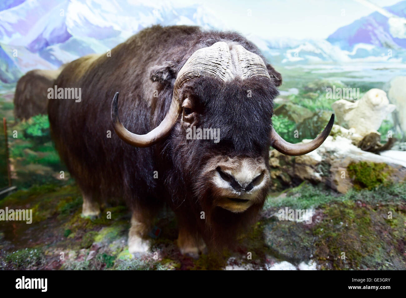 Bue donato immagini e fotografie stock ad alta risoluzione - Alamy