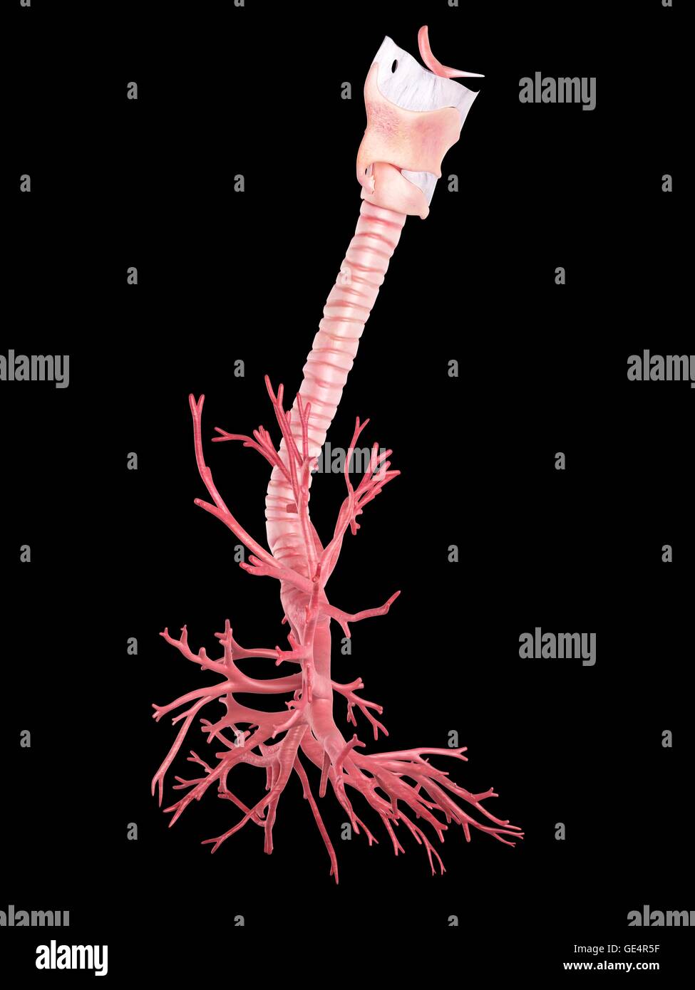 Respirazione bronchi biologia polmonare immagini e fotografie stock ad ...