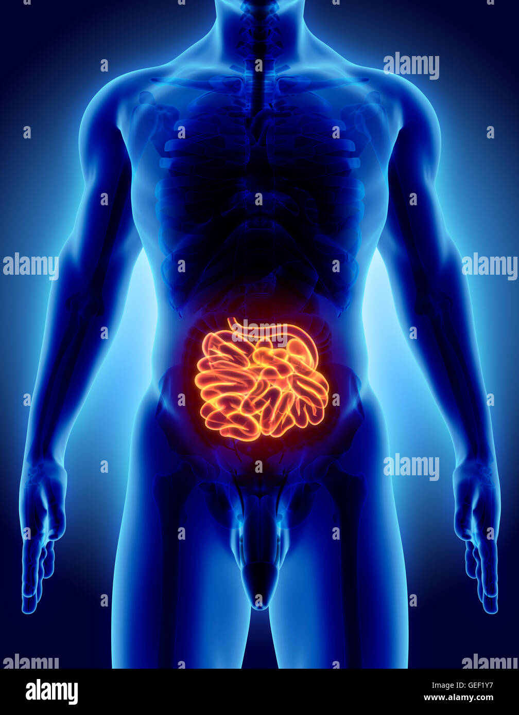 3D illustrazione del piccolo intestino, parte del sistema digestivo ...