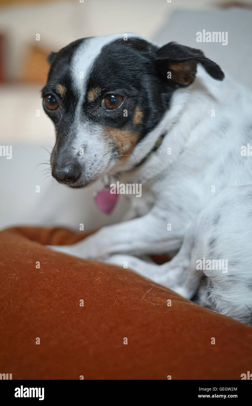 Ratto terrier immagini e fotografie stock ad alta risoluzione - Alamy