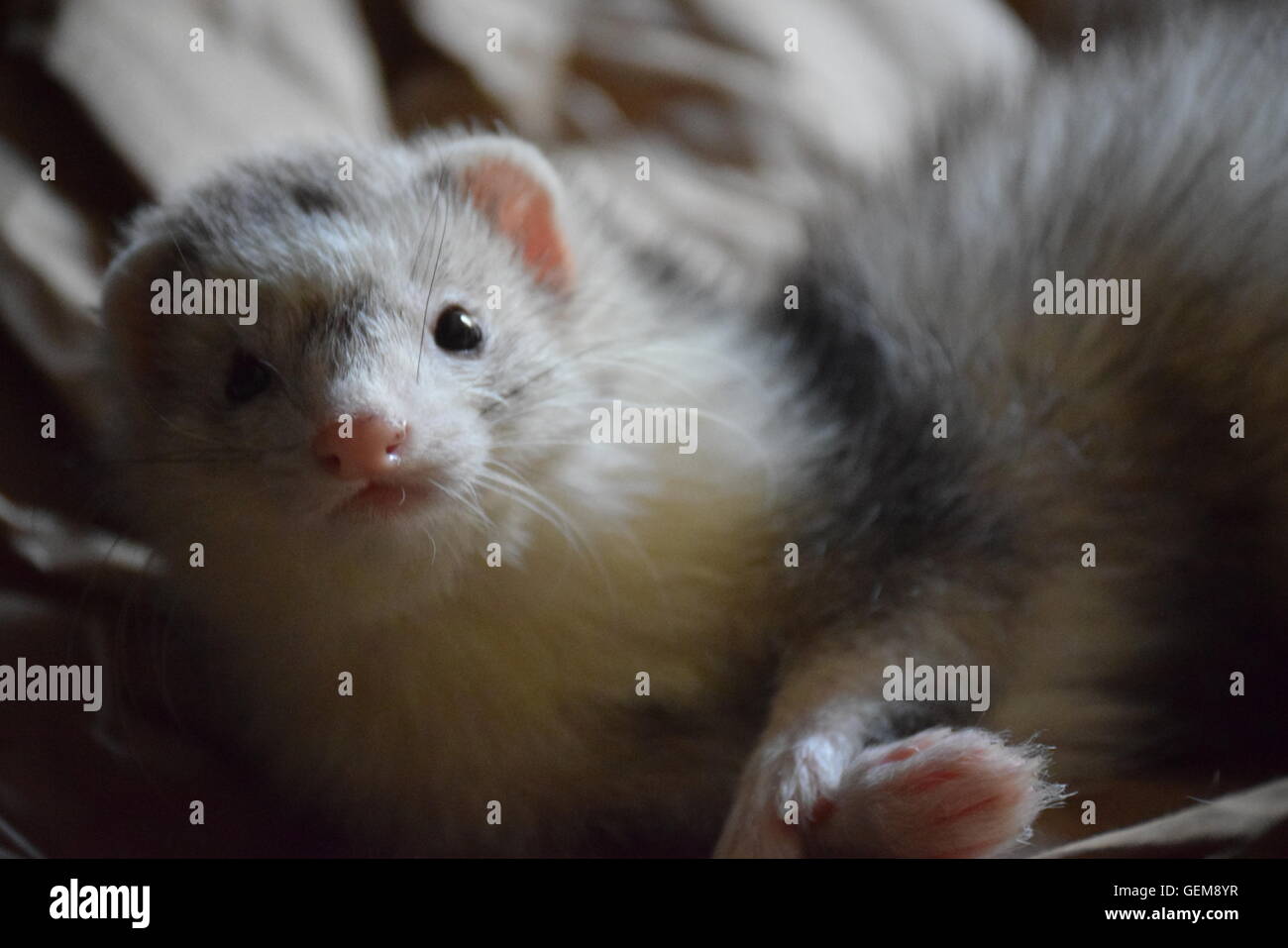 Furetto carino immagini e fotografie stock ad alta risoluzione - Alamy