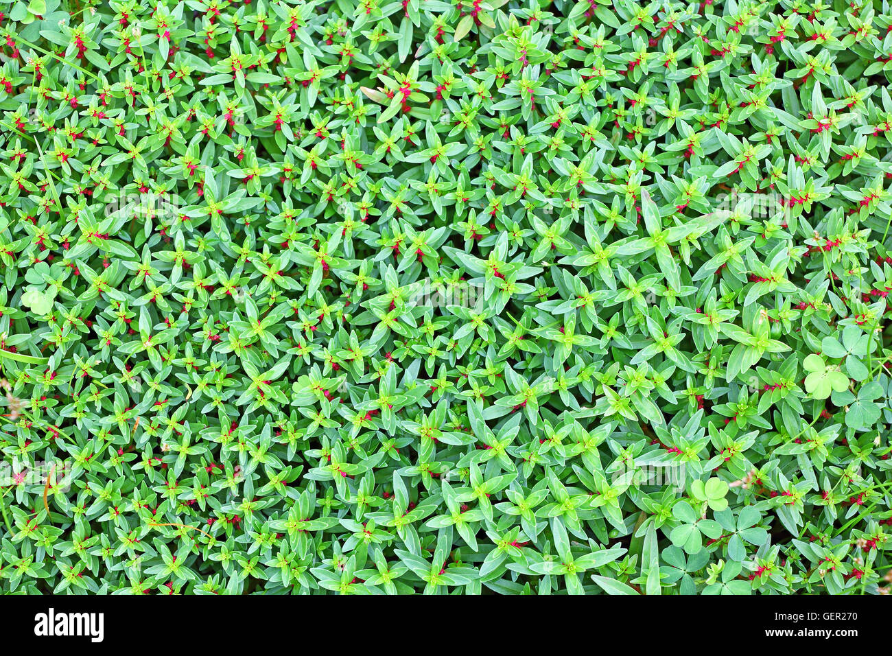 Green grass texture blades immagini e fotografie stock ad alta ...