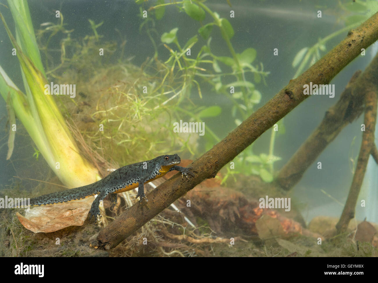 Tritoni alpini immagini e fotografie stock ad alta risoluzione - Alamy