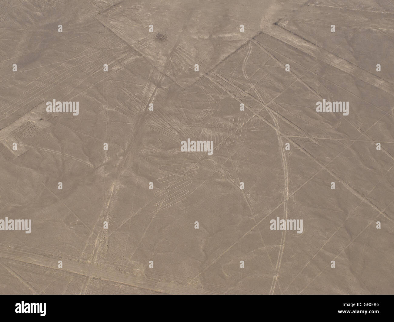 Disegno di condor immagini e fotografie stock ad alta risoluzione - Alamy